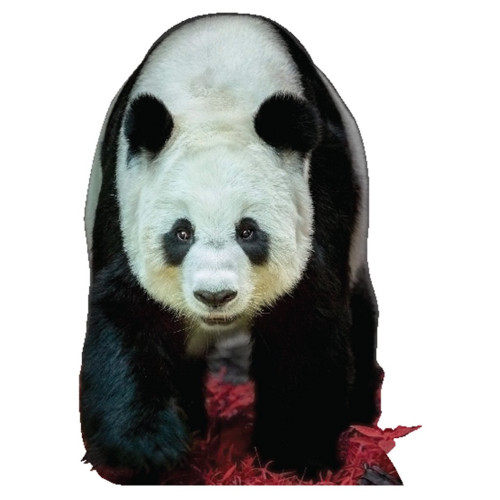 Life Size Panda Bear Cardboard Cutout $59.99 | Great For Parties And Events